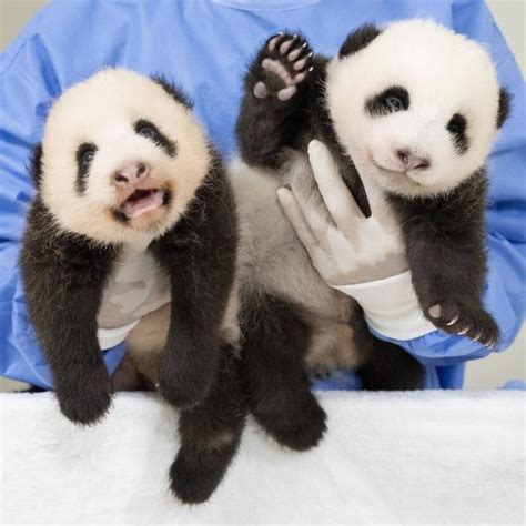 에버랜드 쌍둥이 아기 판다 이름 공개…루이바오·후이바오 아주경제