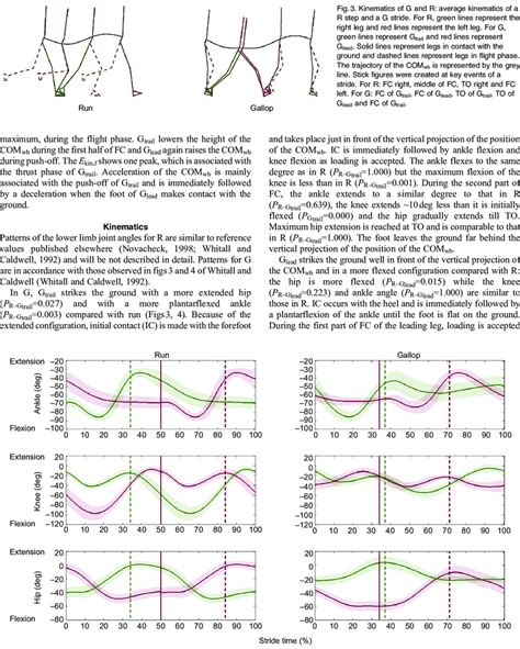 Instantaneous Joint Angles Ankle Knee And Hip During A Stride Of R