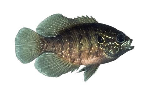 What Are The Different Types Of Sunfish Ramon Outdoors