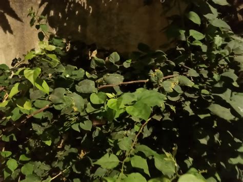 Oppo A K Review Gadgets