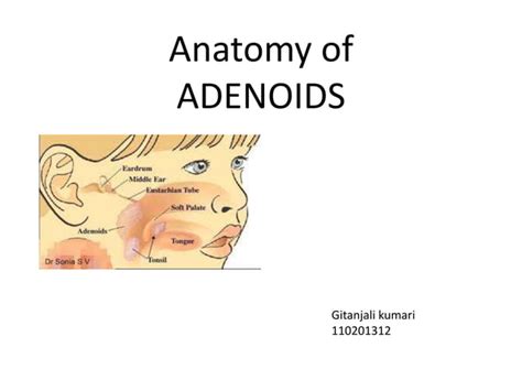 Anatomy Of Adenoid Ppt