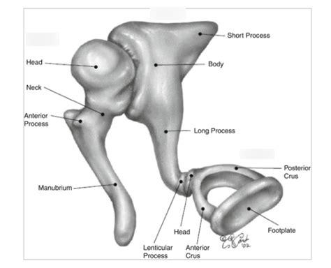 Auditory Ossicles Diagram Quizlet
