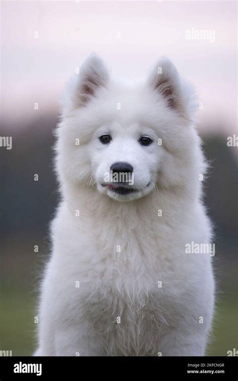 Samoyed Smile