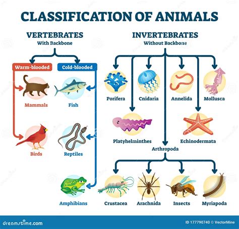 Classification Of Animals Vector Illustration Labeled Division Order Classification Of Animals Vector Illustration Labeled Division Order