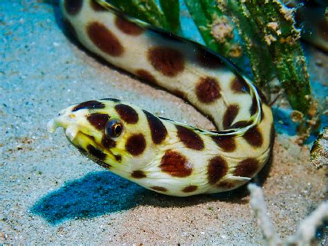 Spotted Snake Eel Myrichthys Maculosus Red Sea Creatures