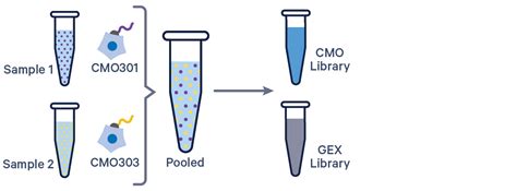 cell multiplexing with cellranger multi software single cell gene