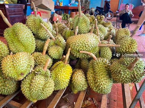 ចិន បើកទ្វារទទួល ទុរេនស្រស់ពីកម្ពុជា