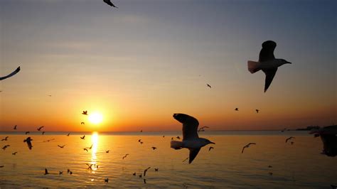 Sea Bird Stock Video Footage For Free Download