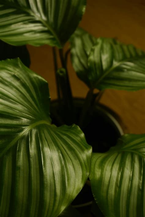 Ethylene Polyethylene Plant Photos Download The Best Free Ethylene