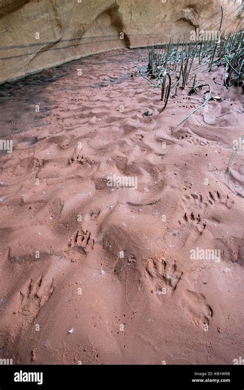 Ringtail Cat Track