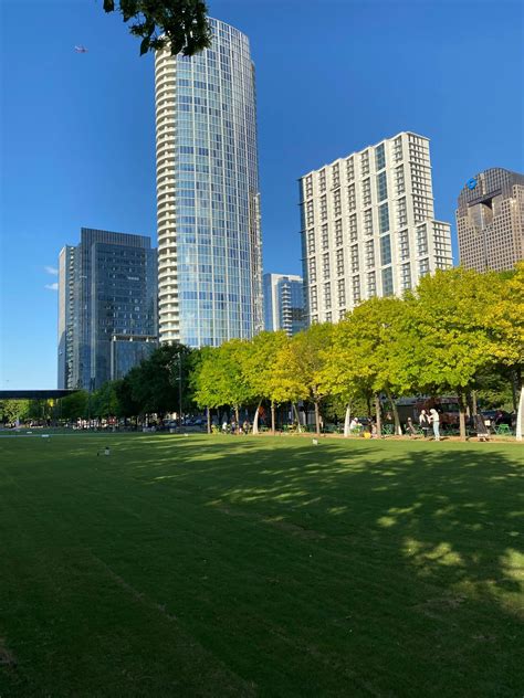 Tree Trimming Vs Tree Pruning Key Differences Benefits And Expert