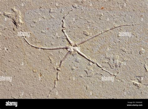 Prehistoric Brittle Star Fossil Fossilised Remains Of A Brittle Star Echinoderm Brittle Stars