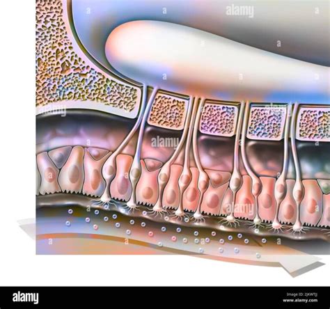 Anatomía Del Tórax Descubre Los Secretos De La Caja Torácica Y Sus órganos