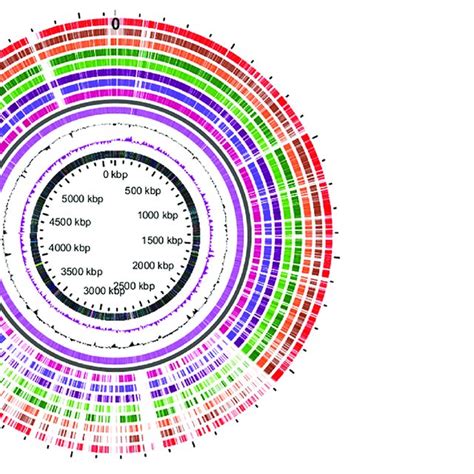 Circular Genome View With R32 Strain As Reference Moving Inward