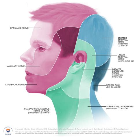 Dermatome Map Of Head By Annie Campbell Medical Tech Campbell University Historical Images