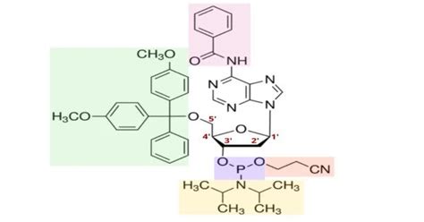 Phosphoramidite Assignment Point