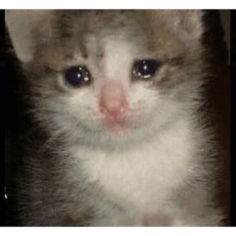 Crying Cat Sad Kitty Sticker Crying Cat Sad Kitty Sad Ищите 
