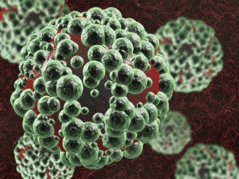 Visible Light Penetrates Through Cells Gallery Anandabazar