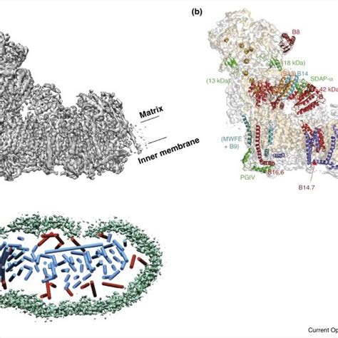 Architecture Of Mammalian Respiratory Complex I In The Inner Membrane