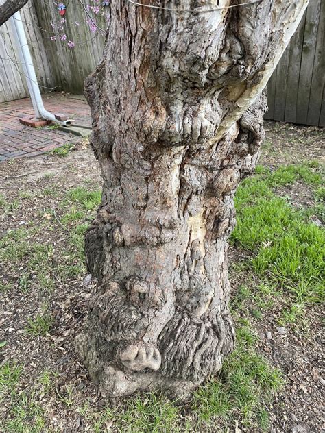 Dead Tree Identification Help R Arborists