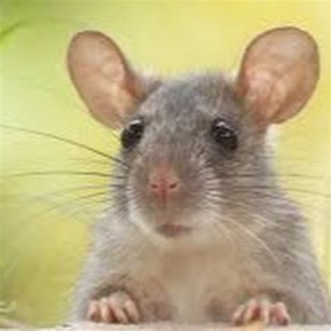 Coding Rat Youtube