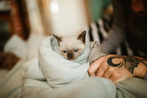 Siamese Cat And Allergies [things You Should Know]