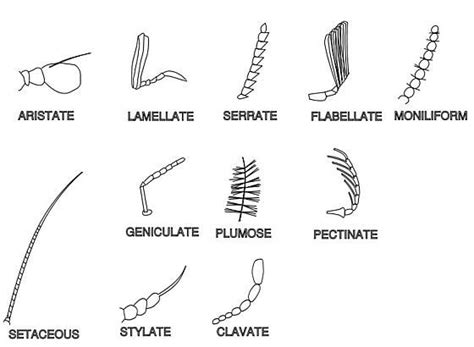 Insect Antenna Forms Insect Anatomy Macro Photography Insects Insects