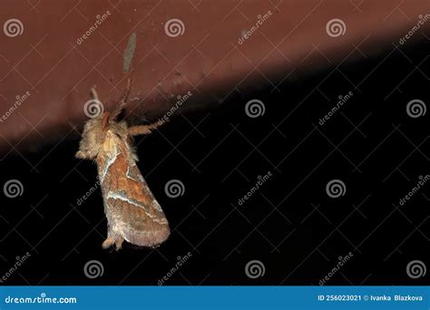 Orange Swift Moth Stock Image Image Of Line Sylvina 256023021