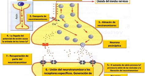Fisiologia Basica Membrana Presináptica