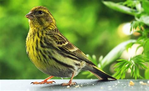 Зерноядные птицы особенности примеры и список Фото зерноядных птиц