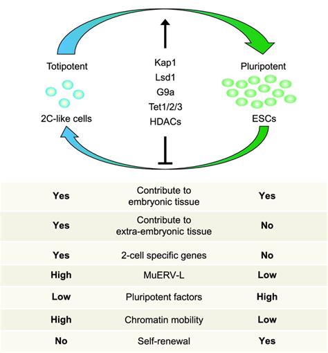 relationship and comparison between escs and 2c like cells escs can