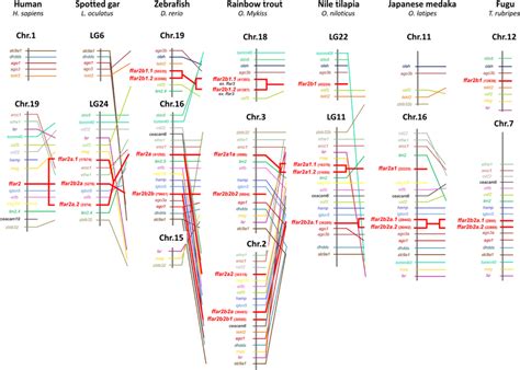 Ffar2 Gene Synteny In Selected Vertebrates The Syntenically Conserved