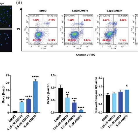 Structures Of Several Atad2 Inhibitors Download Scientific Diagram