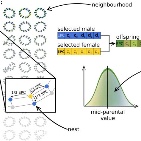 Breeding And Inheritance Left For Each Breeding Season We Simulated