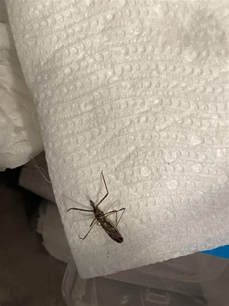 Is This An Assassin Bug Virginia Not Sure If It Bit My Dog R