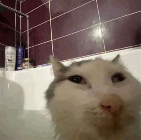 Clueless Face In 2024 Cat Memes Funny Cute Cats Funny Looking Cats