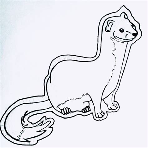 Weasel Drawing At PaintingValley Com Explore Collection Of Weasel Drawing