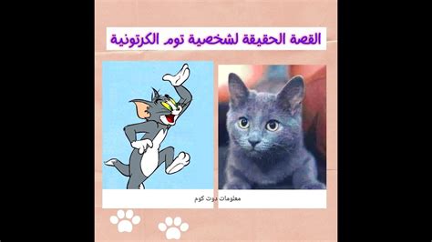 اصل حقيقة شخصية القط توم الكرتونية الشهيرة Youtube