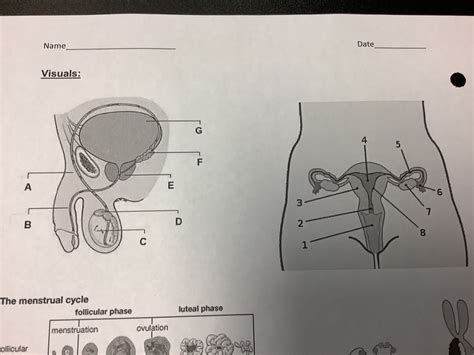 Reproductive System Diagram Quizlet