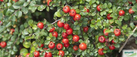 Cotoneaster Praecox Nan Shan Zwergmispel Von Bruns Pflanzen