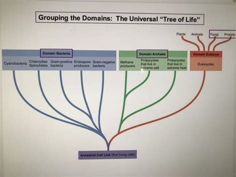 Module 2 Intro To Bacteria Unit 1 Flashcards Quizlet
