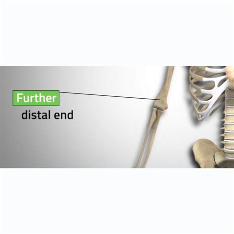 Directional Terms 3d Muscle Lab