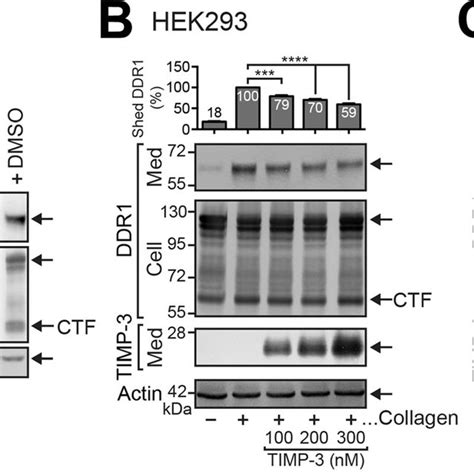 Collagen Binding But Not Ddr1 Phosphorylation Is Required For Ddr1 Download Scientific