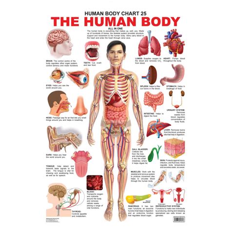 The Human Body Chart User Friendly Anatomy Guide Interactive
