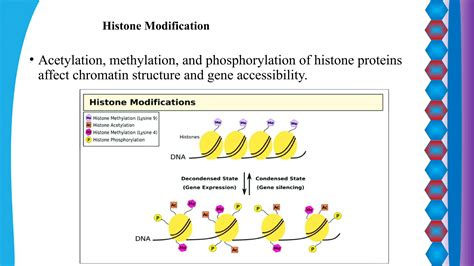 Gene Expression Slides For Medical Studentspptx