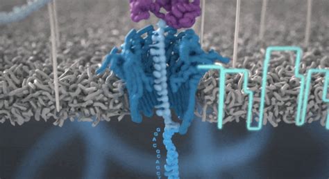 How Basecalling Works Oxford Nanopore Technologies