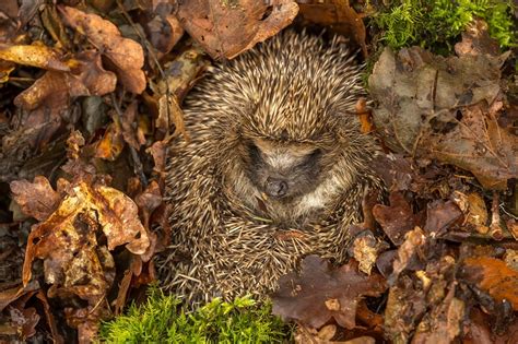 Why Animals Hibernate Natalie Parletta Phd
