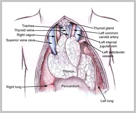 Thymus Glands Image Anatomy System Human Body Anatomy Diagram And