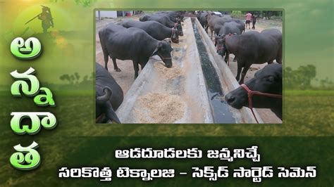 Sexed Sorted Semen For Producing Female Calves In Cattle Etv Youtube