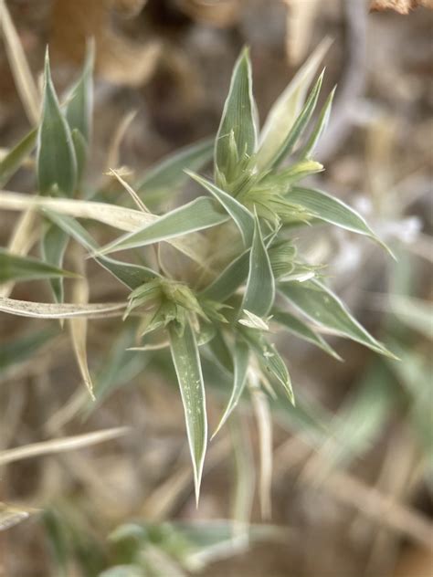 False Buffalograss Search Native Plant Hub